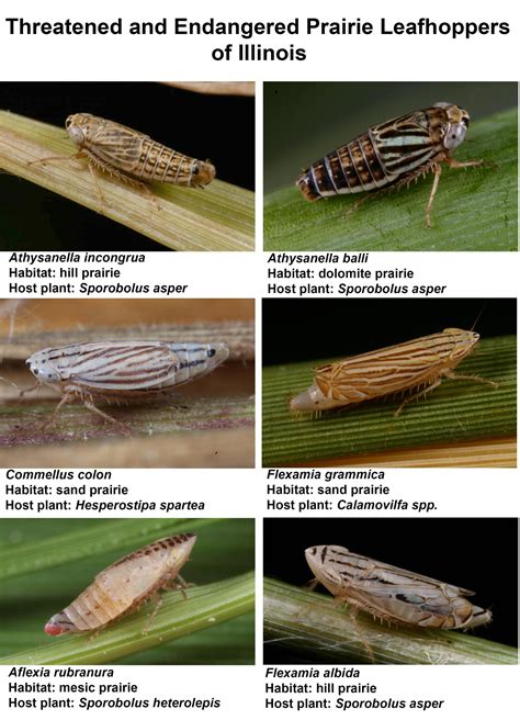 Leafhopper Faq Illinois Leafhopper Lab