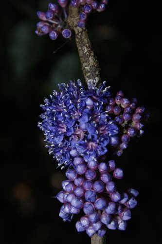 Memecylon Randerianum · Inaturalist Mexico