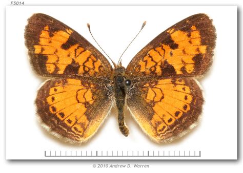 Phyciodes Cocyta Selenis Pinned Specimens Page 1