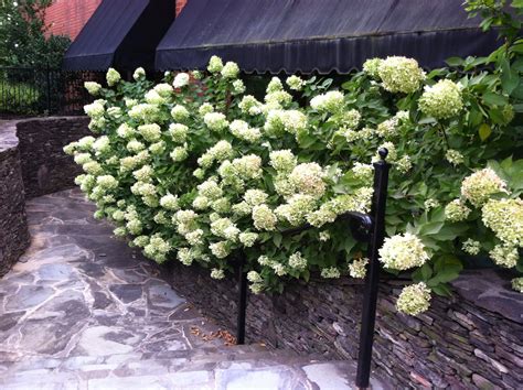 Dwarf Limelight Hydrangea