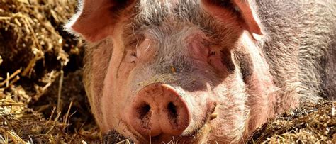 Schwein Gutes Vom Hof