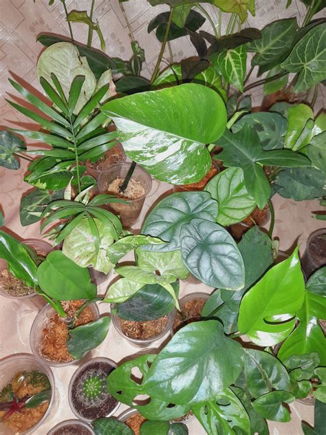 Продаются комнатные цветы растения 20 грн Кімнатні рослини Київ на Olx