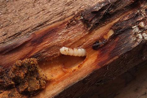 Woodworm Treatment Expert Woodworm Specialists Eradicontrol