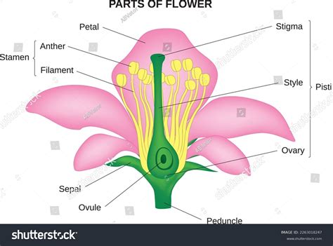 Diagram Reproductive System Flower Stock Vector Royalty Free 2263018247 Shutterstock