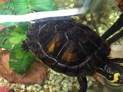 Discolored Shell On My Ybs Help What Is Going On With Her Rturtle