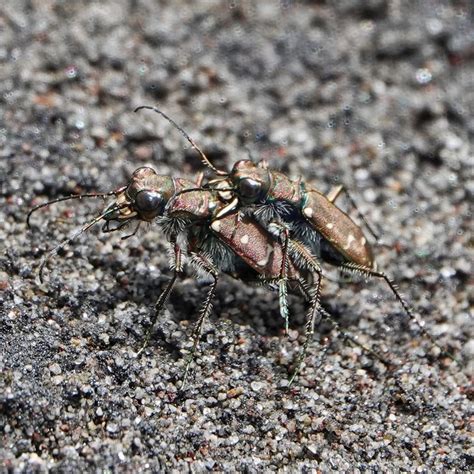 Cicindela Oregona Western Tiger Beetles 10 000 Things Of The Pacific Northwest