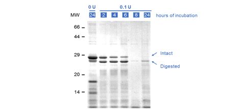Recombinant Bovine Enterokinase Animal Free Marvelgent Biosciences