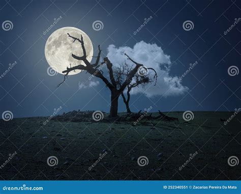 Naked Tree In A Full Night Stock Image Image Of Glow