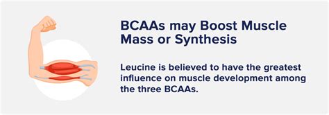 Bcaa Benefits Muscle Growth And Beyond