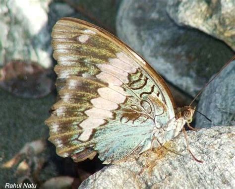 Euthalia Durga Butterfly Entomology Moth