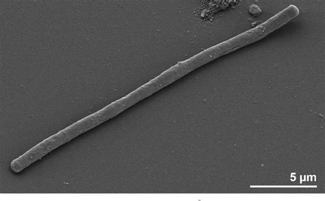 Thiothrix Defluvii Semantic Scholar