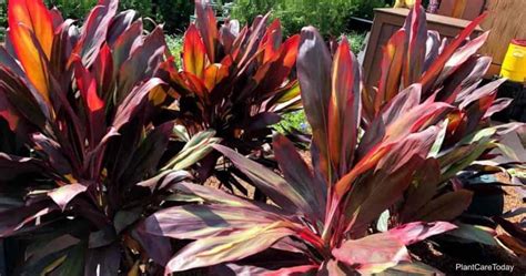 Learn Cordyline Fruticosa Growing And Care Plantcaretoday