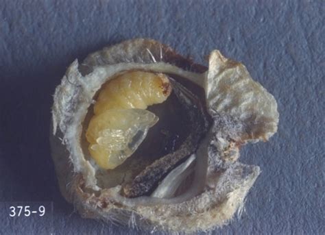 Hollyhock Weevil College Of Agricultural Sciences