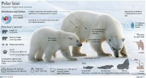 Life Cycle Of A Polar Bear Diagram