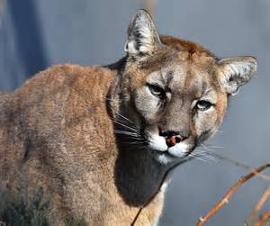 How Many Cougars Live In Michigan Dnr Reports Record Sightings