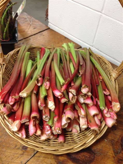 Roots And Shoots Visual Interest And Easy Care With Perennial