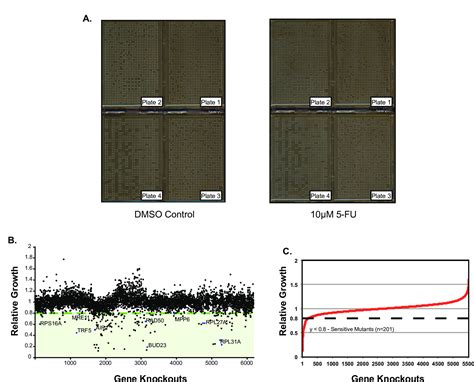 Rapid Identification Of Chemical Genetic Interactions In Saccharomyces