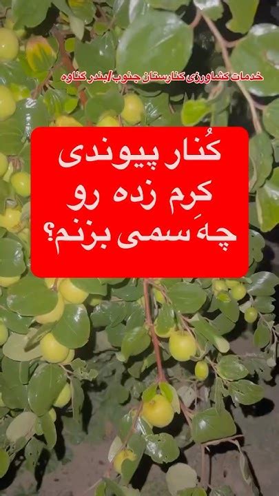 سم پاشی درخت کنار پیوندی چه سمی بزنیم کرم کردن میوه کنار سیبی Youtube