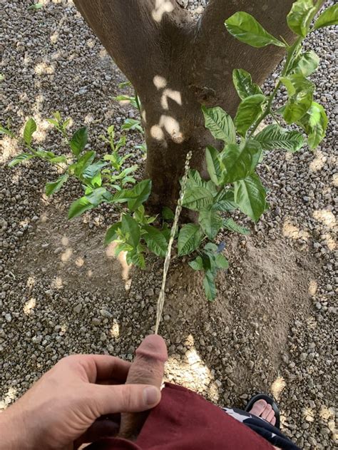 I Heard You Are Supposed To Pee On Your Citrus Trees R Pissing
