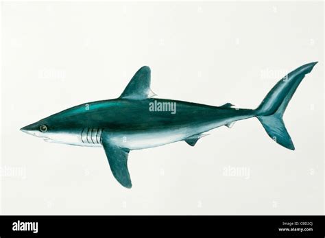 Porbeagle Sharks Lamna Nasus Elasmobranchii Lamniformes Lamnidae