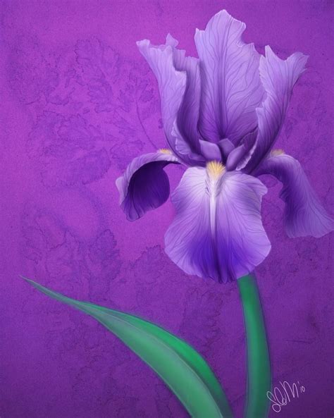 Iris By Clouded 3d On Deviantart