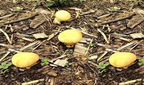 Rare Yellow Puffball Mushroom Documented In Arunachal Pradesh