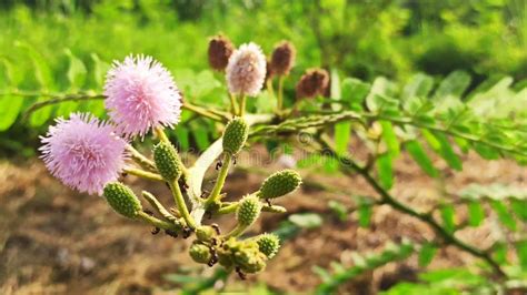 Putri Malu Or Mimosa Pudica L Leaves Stock Image Image Of Bark