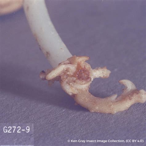 Garden Symphylans Usu