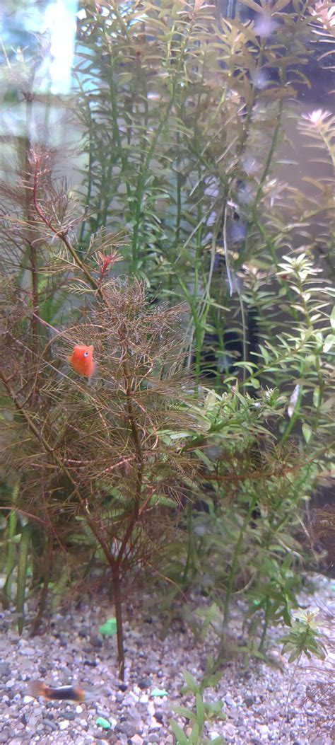 Dwarf Platy Appreciation Post Raquariums