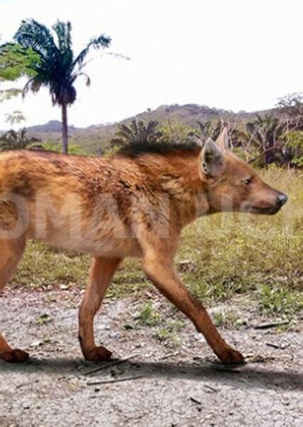 Protocyon Fan Casting