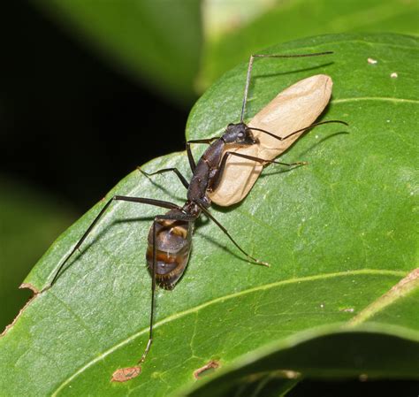 Ant Wih Long Thorax Bill Schweber Flickr