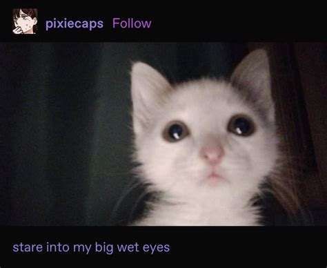 Kittens Are Undeniably Adorable With Their Tiny Paws Playful Antics