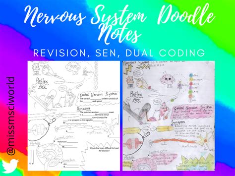 Nervous System Science Doodle Notes Teaching Resources