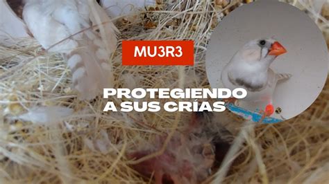 Expiro Cuidando Sus Crías Youtube