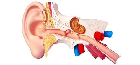 Blog How Does The Auditory System Work Lobe