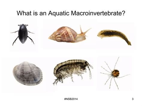 Lab 10 Water Quality And Macroinvertebrate Diversity Fall 2014 Ppt
