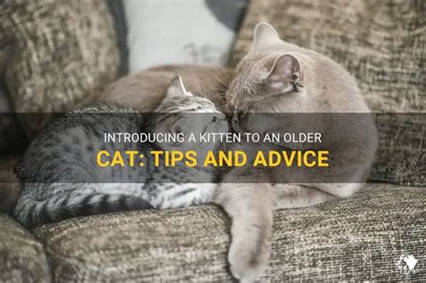 Introducing A Kitten To An Older Cat Tips And Advice Petshun