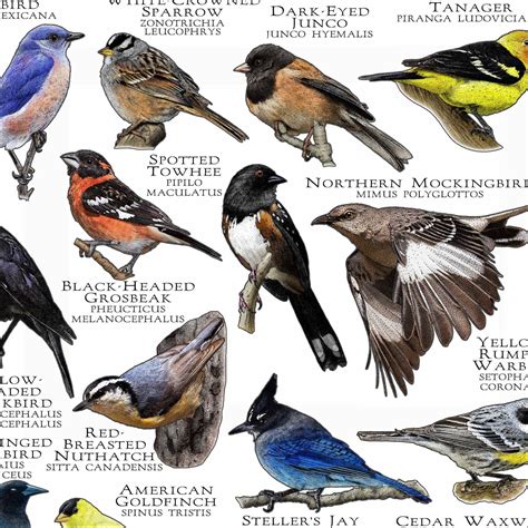 Songbirds Of Washington Poster Print Field Guide Etsy