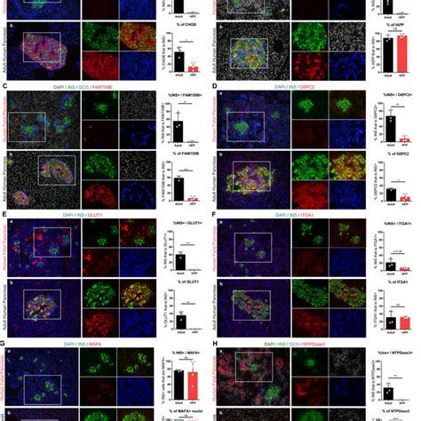 Protein Expression And Localization During Human Beta Cellmaturation