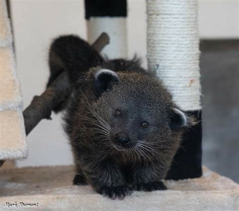 Binturong The Unique Bearcat
