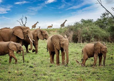 African Vs Asian Elephants 14 Key Differences Compared Storyteller Travel
