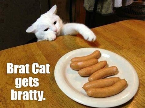 Turn Your Back On Brat Cat Will You Cats Crazy Cats Bad Cats