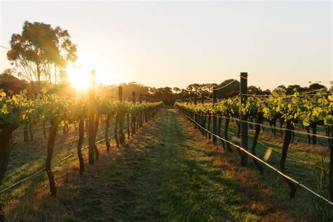 Passing Clouds Love Putting Together Our Wine Allocation Program Wine Club Shipments Head