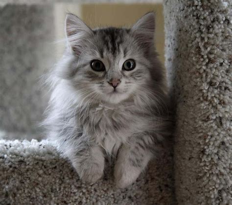 The 28 Cutest Kitten Breeds W Pictures Ranked By Cat Lovers