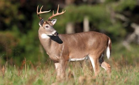 170 Good And Cute Deer Names Animal Names