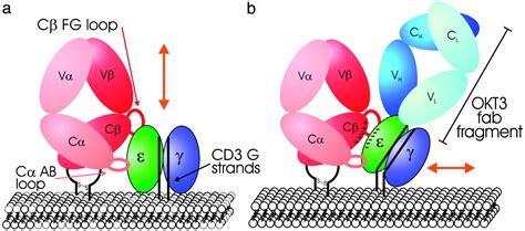 Crystal Structure Of The Human T Cell Receptor Cd3εγ Heterodimer