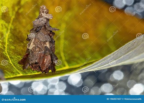 Bagworm Moth Stock Image Image Of Environment House 196057427