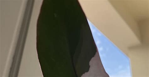 Underleaf Album On Imgur