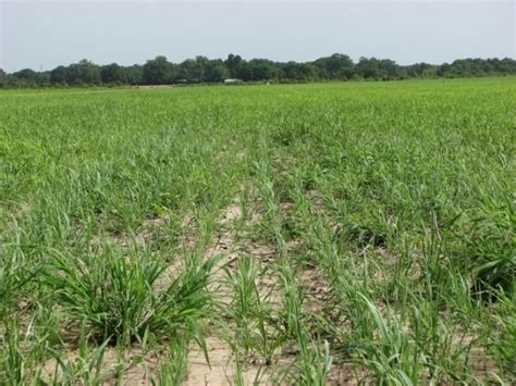 Nrel Develops Switchgrass Fuel To Reduce Emissions From Navy Jets