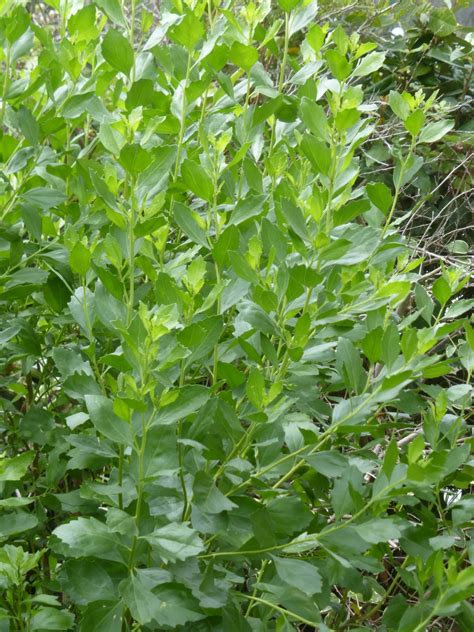 Baccharis Halimifolia